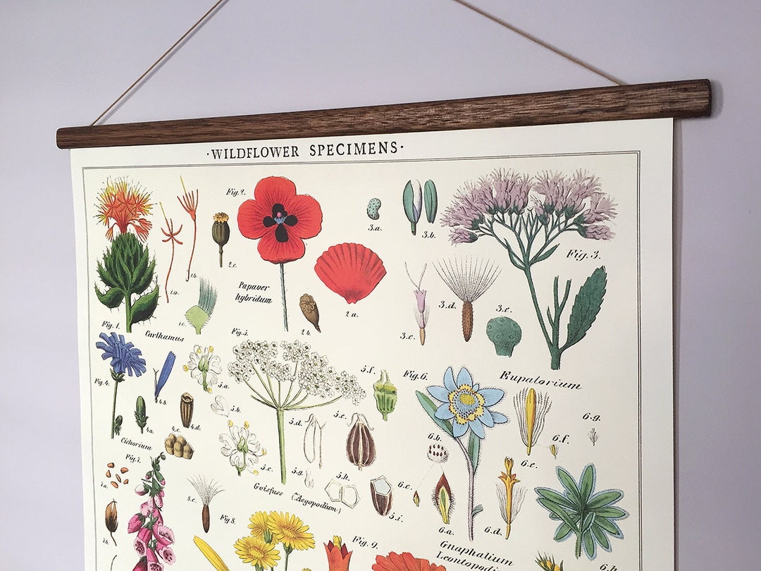 Wildflowers Specimens Poster Vintage Poster Botanical School Chart - Etsy
