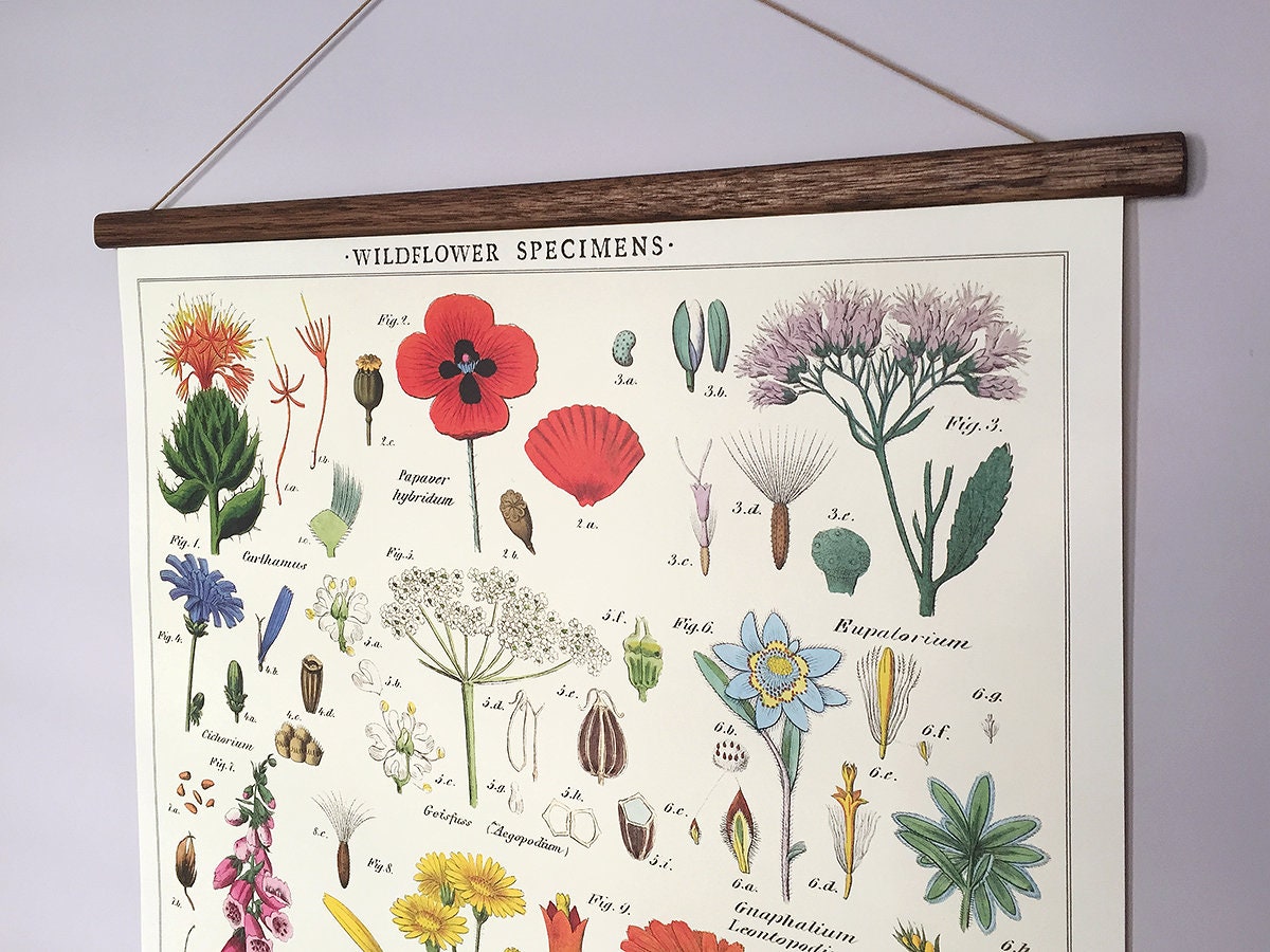 Wildflowers Specimens Poster Vintage Poster Botanical School Chart ...