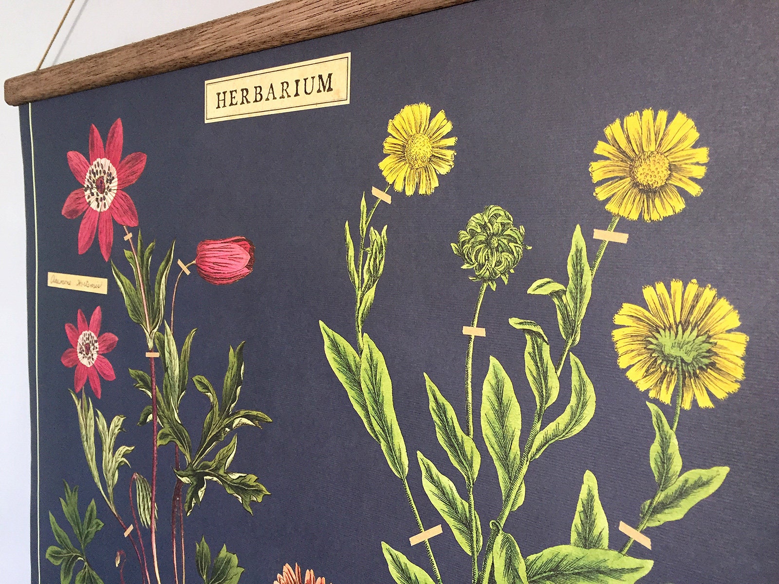 Herbarium Vintage Poster Botanical School Chart - Etsy