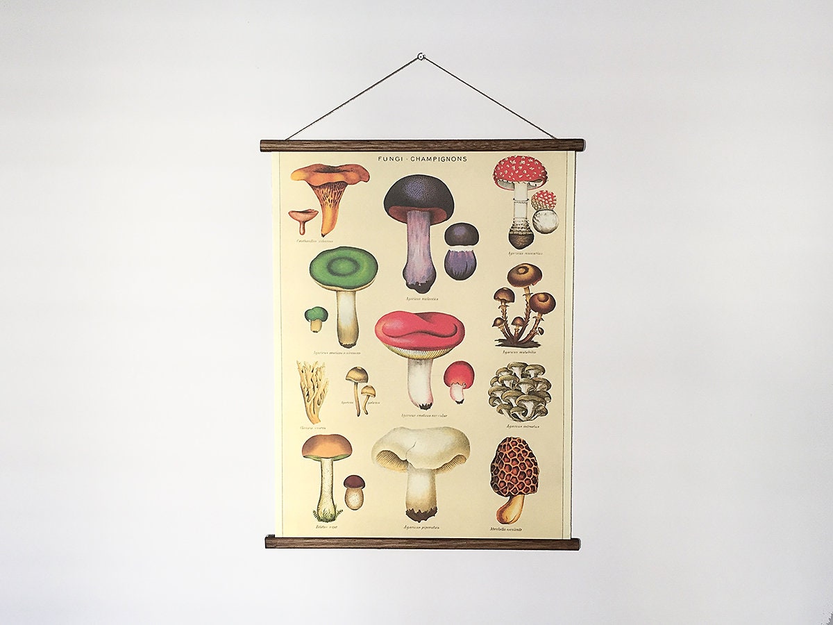 Wall Hangings Mushrooms Fungi Champignons vintage poster school chart ...