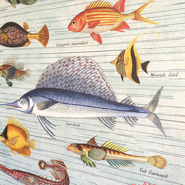 School Chart Tropical Fish - Etsy