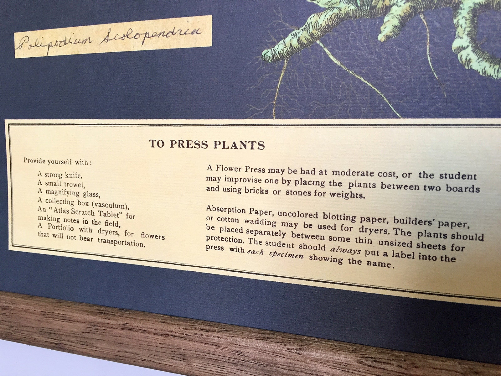 Herbarium Vintage Poster Botanical School Chart - Etsy