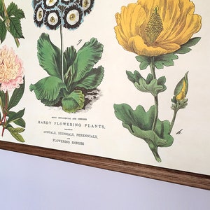 Flower Garden Vintage Poster Botanical School Chart - Etsy