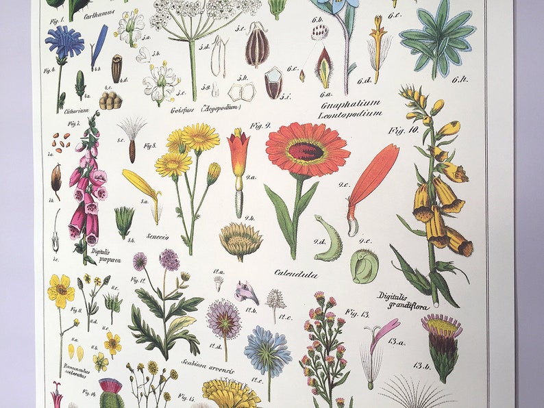 Wildflowers Specimens Poster Vintage Poster Botanical School Chart ...