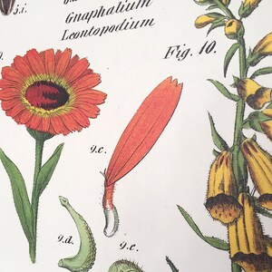 Wildflowers Specimens Poster Vintage Poster Botanical School Chart - Etsy