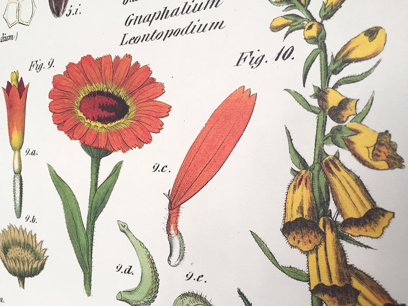Wildflowers Specimens Poster Vintage Poster Botanical School Chart ...