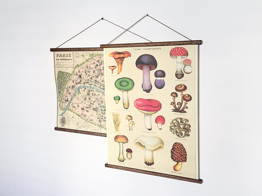 Mushrooms Fungi Champignons Vintage Poster, School Chart With Wooden ...