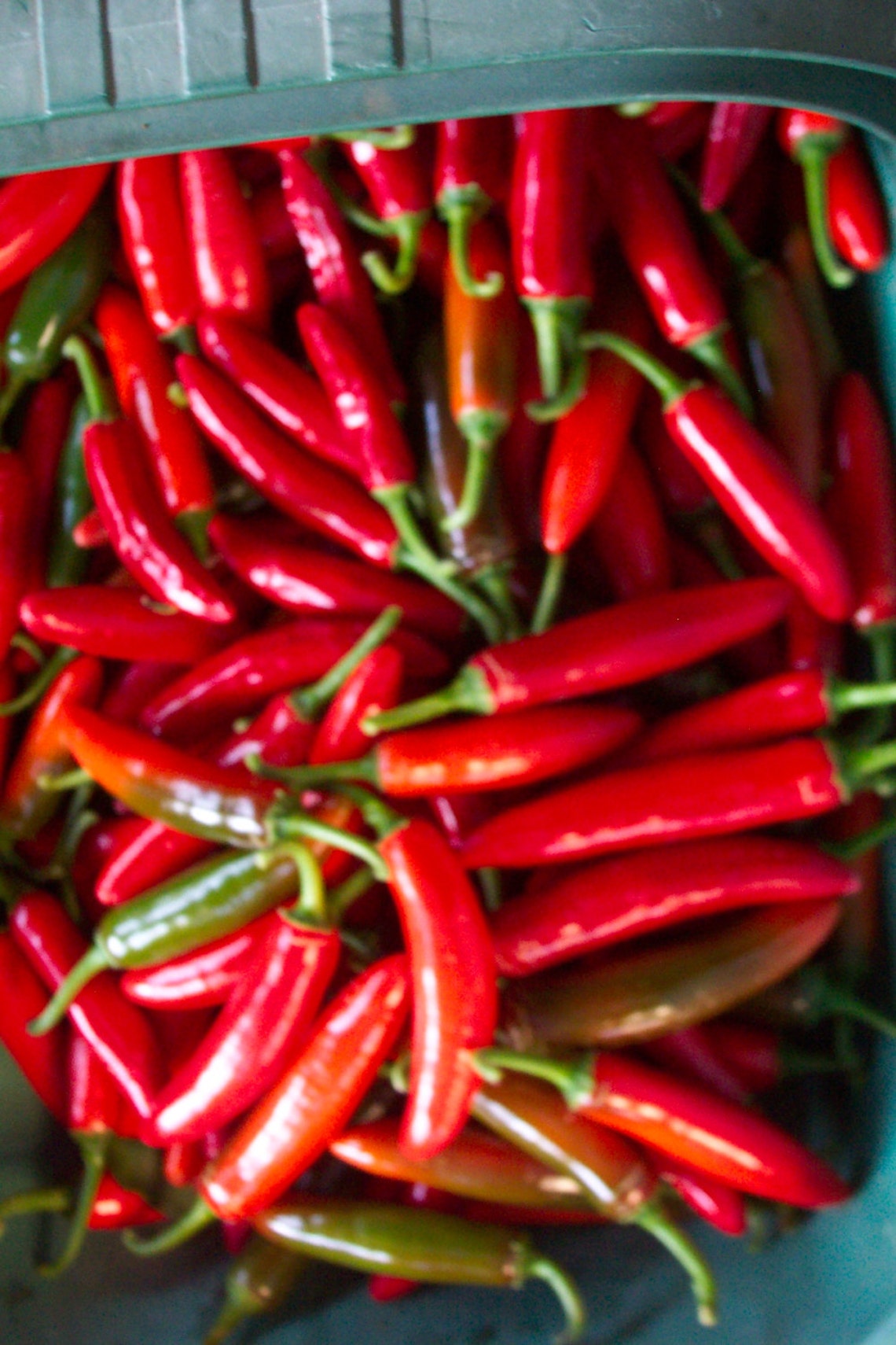 Hot Pepper Powder / Grind / Mix / Blend --- Habaneros; Ghost; Serrano ...