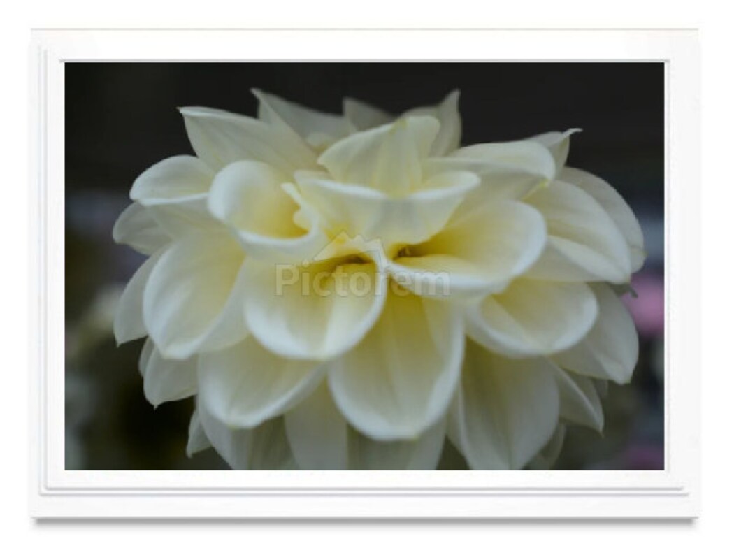 White Flower Note Card, White Flower Greeting Card, Blank Inside ...