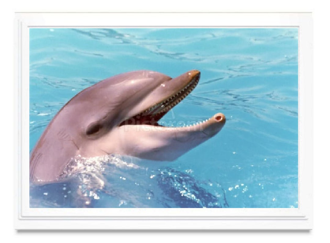 Happy Dolphin, Note Card, Dolphin Stationary, Blank Inside Card ...