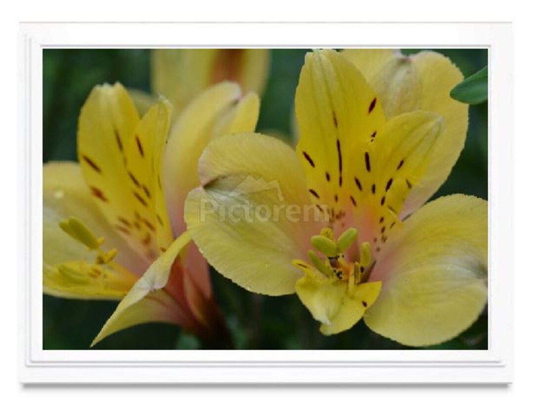 Yellow Floral Note Card, Floral Greeting Card, Photo Card, Blank Inside ...