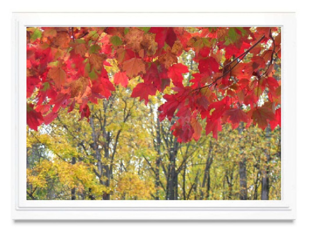 Red & Yellow Fall Foliage Note Card, Greeting Card, Blank Inside ...