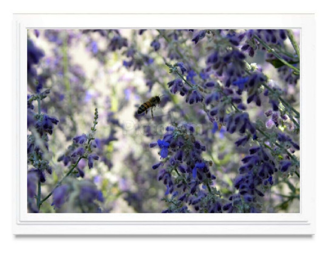 Blue Sage Note Card, Sage Greeting Card, Embossed, Blank Inside, All ...