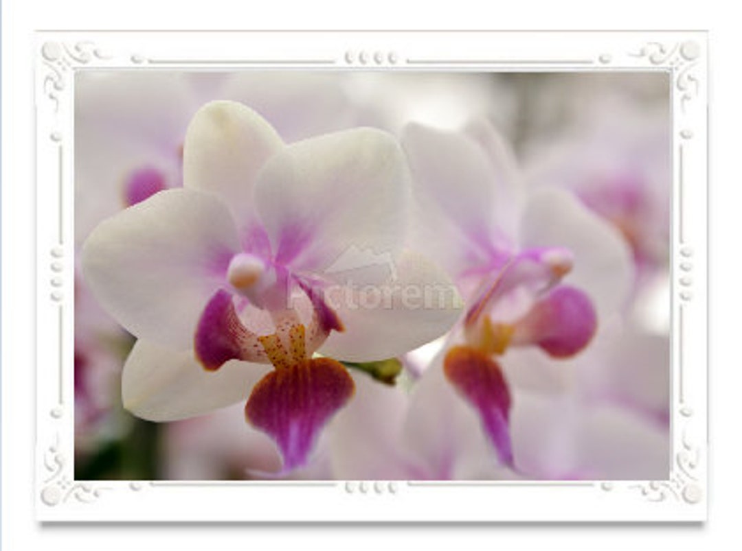 White Orchid Note Card, White Orchid Stationary, Blank Inside Card ...