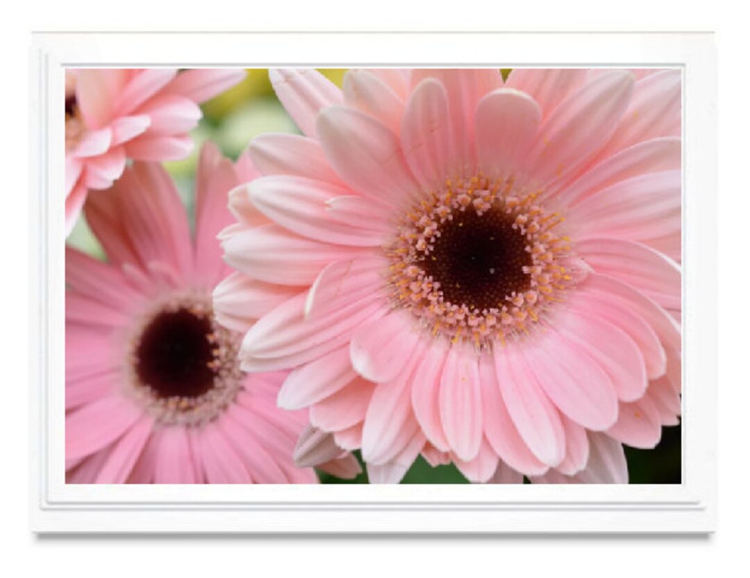 Pink Daises Note Card, Daisy Greeting Card, Embossed, Blank Inside, All ...