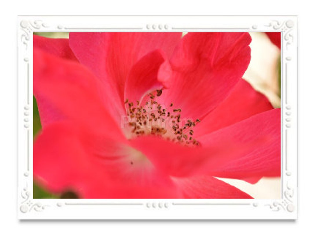 Red Rose Note Card, Red Rose Stationary, Blank Inside Card, Embossed ...