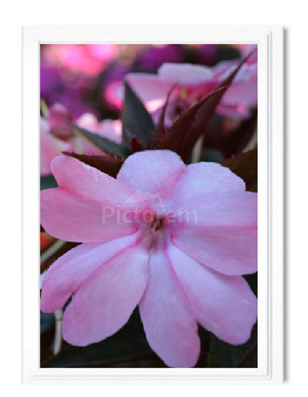 Pink Flower Note Card, Floral Greeting Card, Blank Inside Card ...