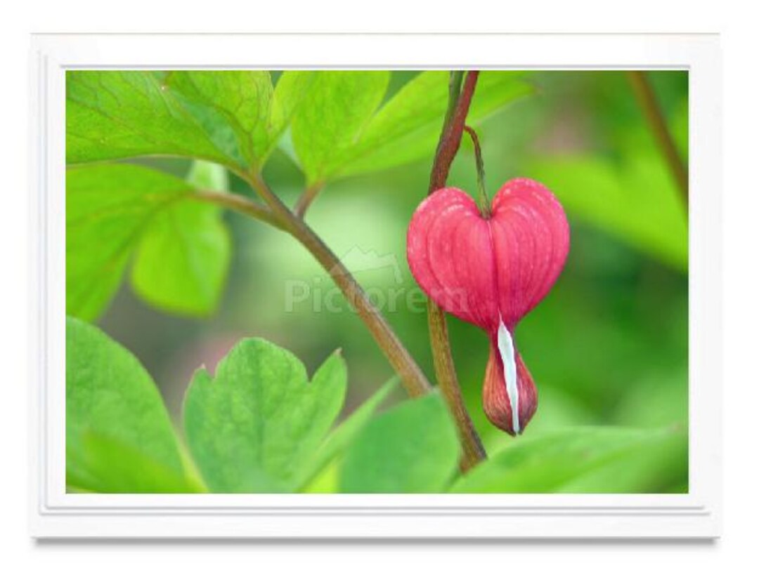 Pink Bleeding Heart Note Card, Bleeding Heart Greeting Card, Embossed ...