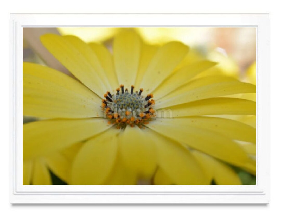 Yellow Floral Note Card, Yellow Floral Stationary, Blank Inside Card ...
