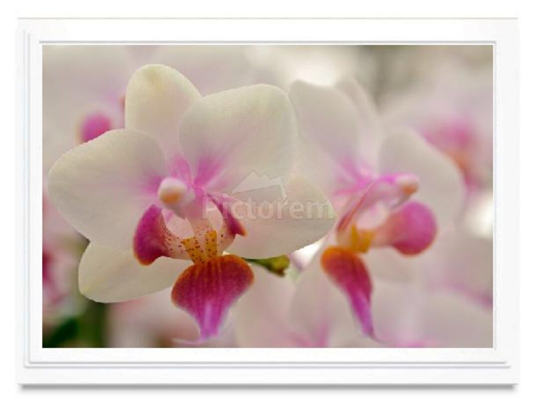 White Orchids, Orchid Note Card, Greeting Card, Embossed Note Card ...
