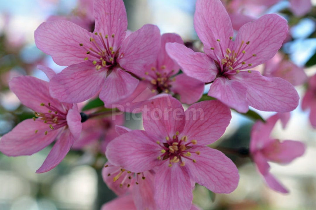 Pink Cherry Blossoms Print, Giclee Canvas Print, Cherry Blossoms Wall ...