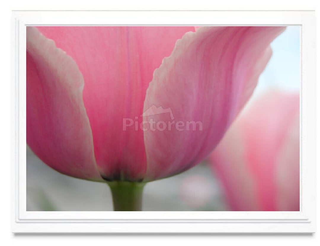 Pink Tulip Note Card, Pink Tulip Stationary, Blank Inside Card, Embossed Note Card, Giclee Print ...