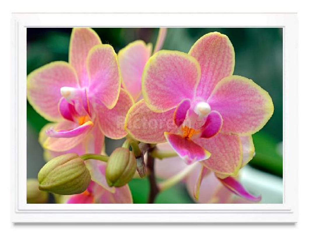 Pink Orchid Note Card, Greeting Card, Embossed Card, Blank Inside, All ...