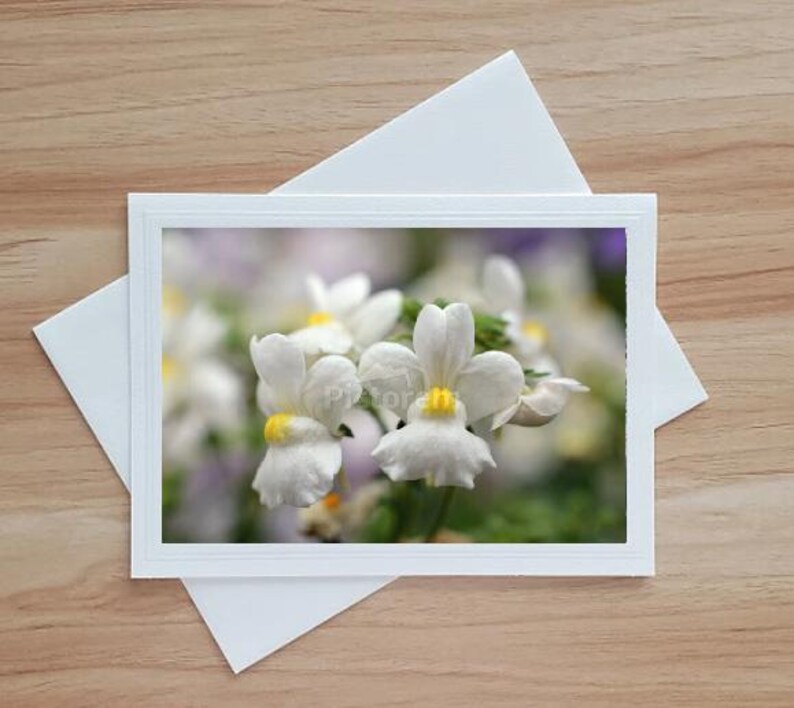 White Nemesia Note Card, Greeting Card, Embossed Card, Blank Inside ...