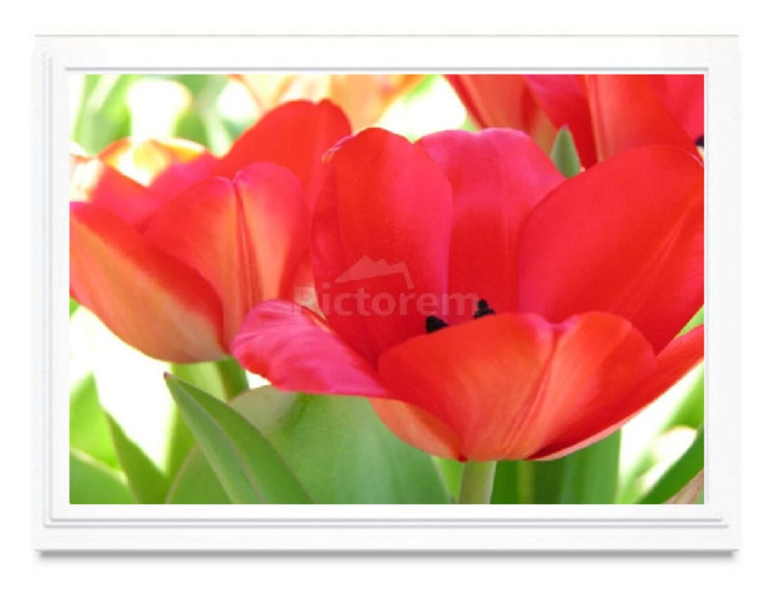 Red Tulip, Note Card, Greeting Card, Blank Inside Card, Embossed Note ...