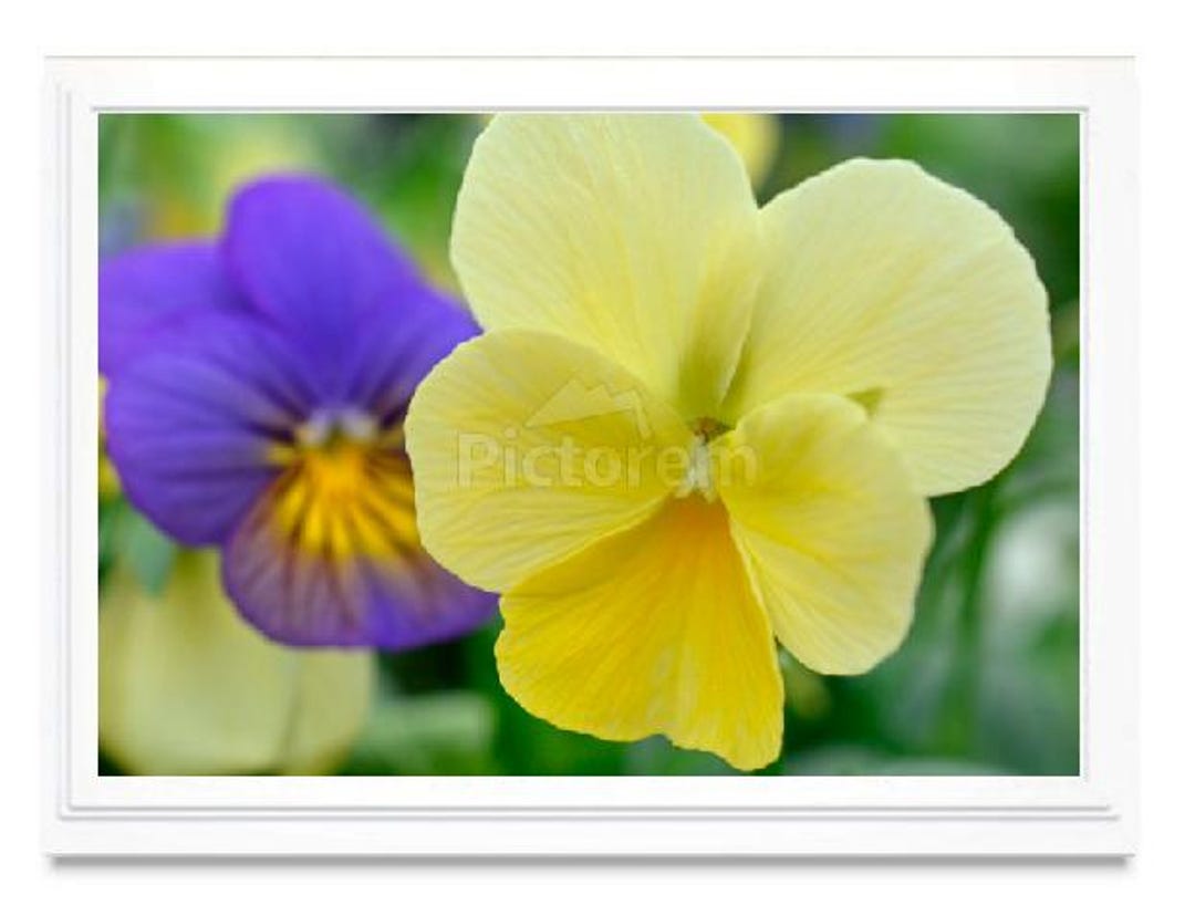 Yellow & Blue Pansy Note Card, Greeting Card, Photo Card, Embossed, All ...