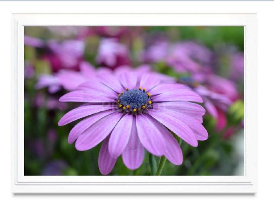 Blue Daisy Note Card, Daisy Greeting Card, Embossed, Blank Inside, All ...