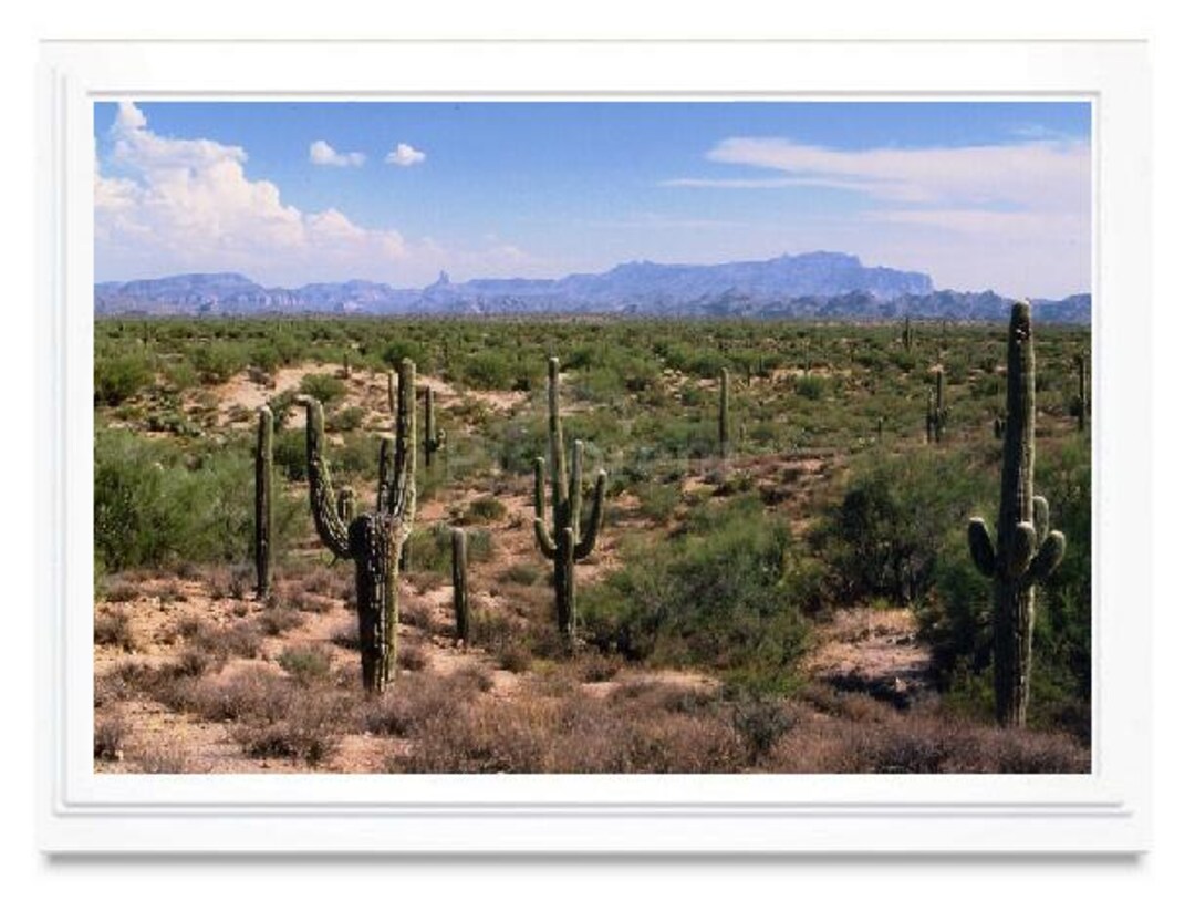 Arizona Desert Note Card, Arizona Greeting Card, Blank Inside, Embossed ...