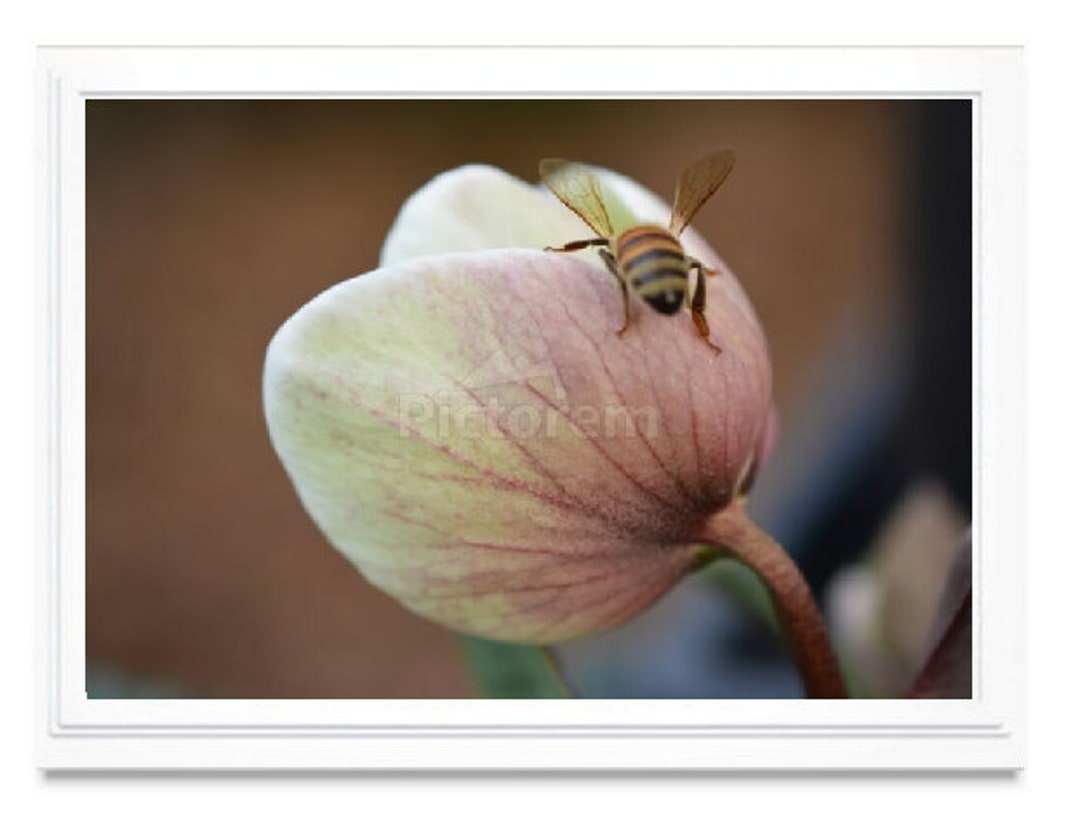 Bee on Pink Flower Note Card, Bee Greeting Card, Blank Inside, Embossed ...