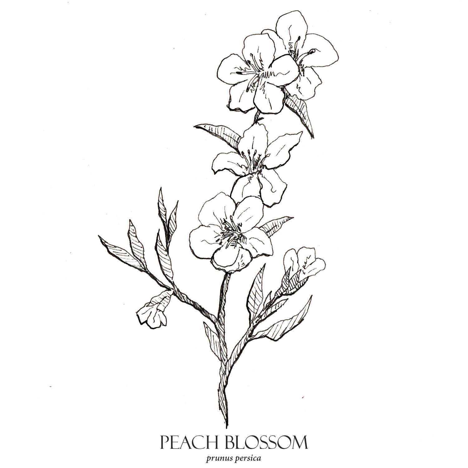 Peach Blossom Print Flower Art Botanical Illustration Wall - Etsy