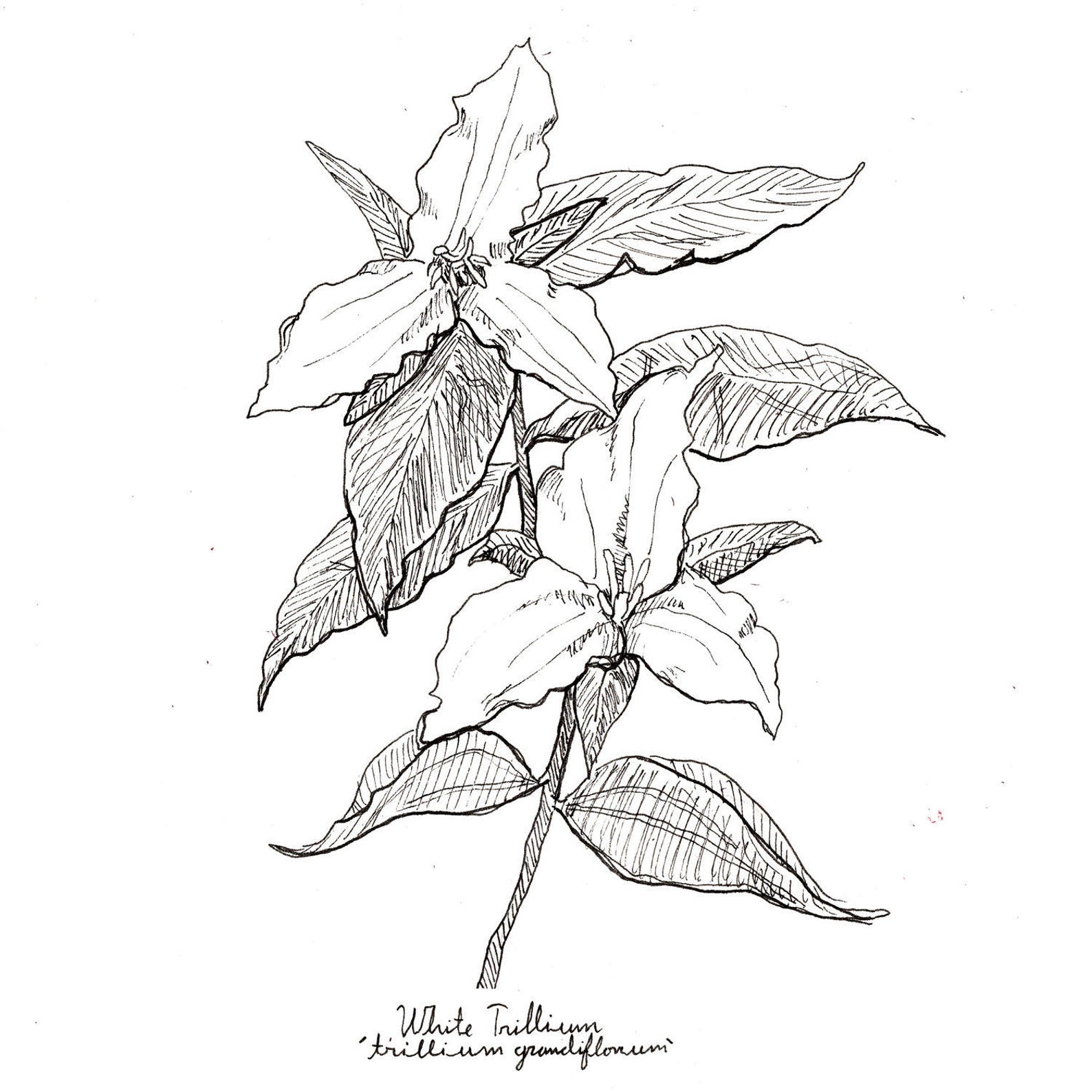 White Trillium Print Flower Art Botanical Illustration Wall - Etsy