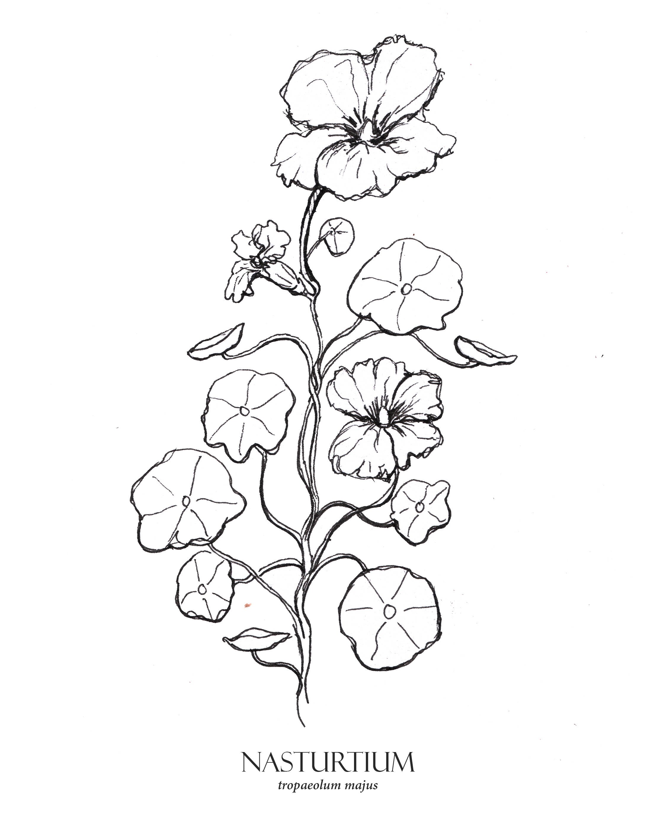 Nasturtium Print Flower Art Botanical Illustration Floral | Etsy