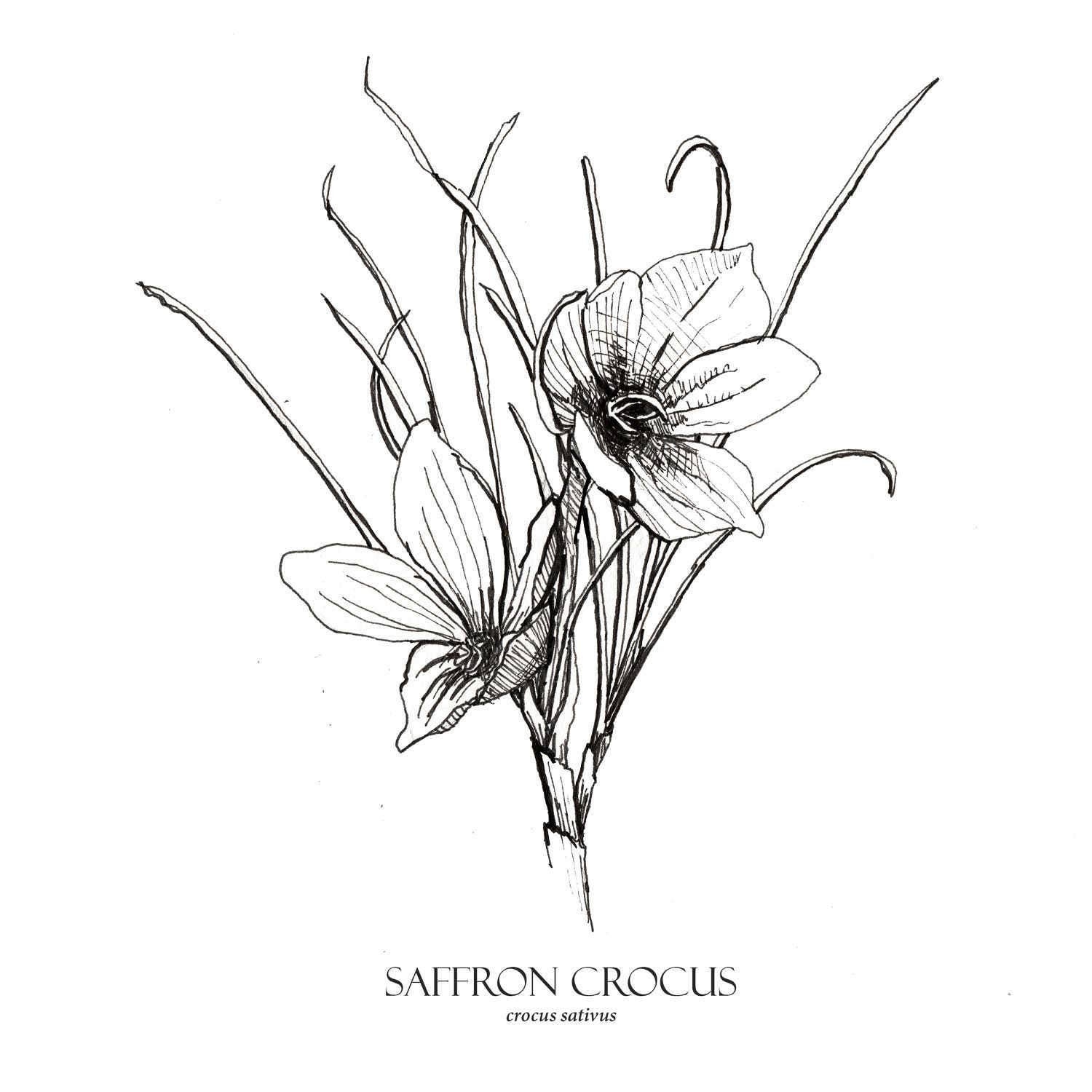 Saffron Plant Drawing