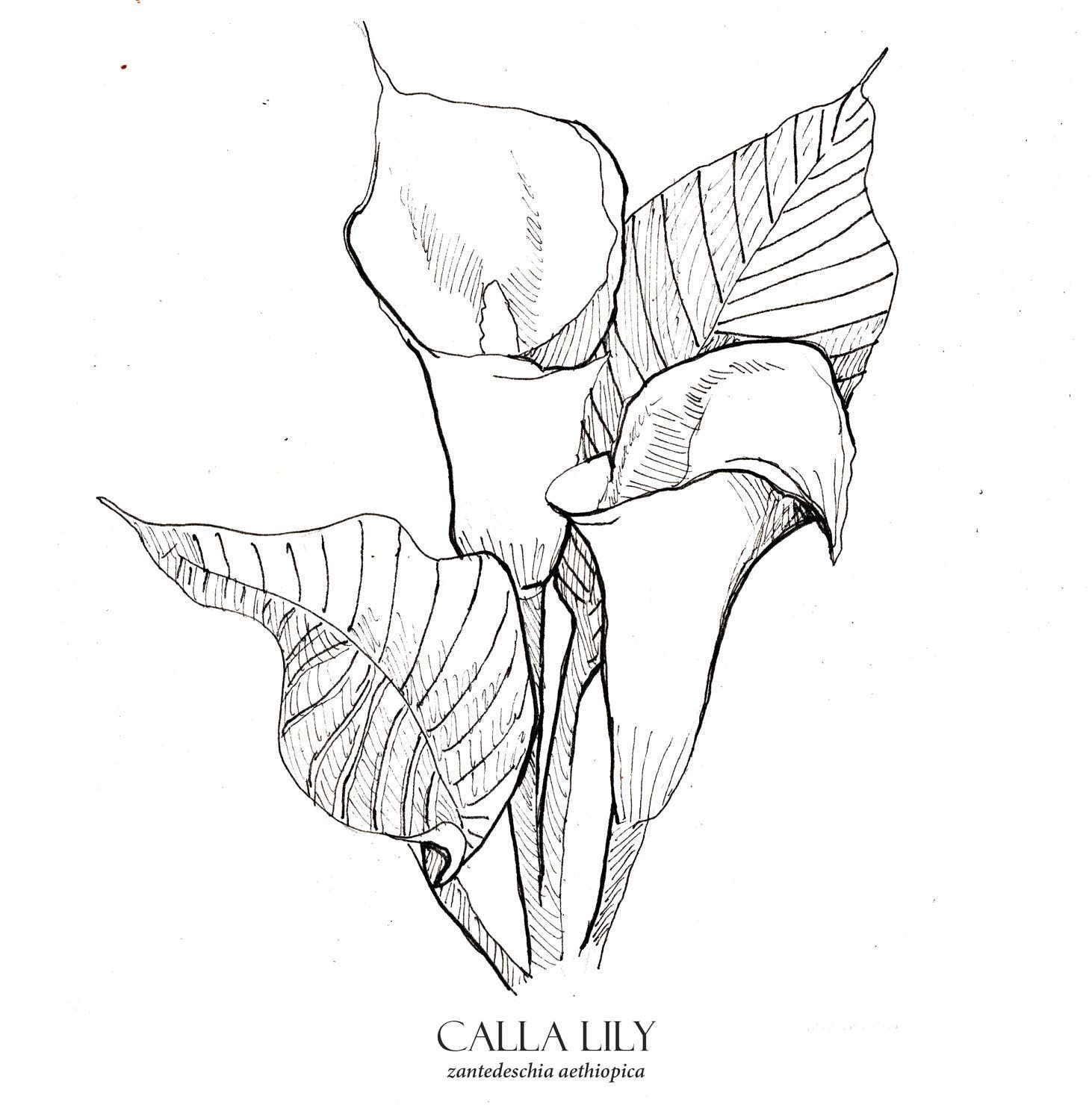 Lily Print Flower Art Botanical Illustration Wall Art Pen - Etsy