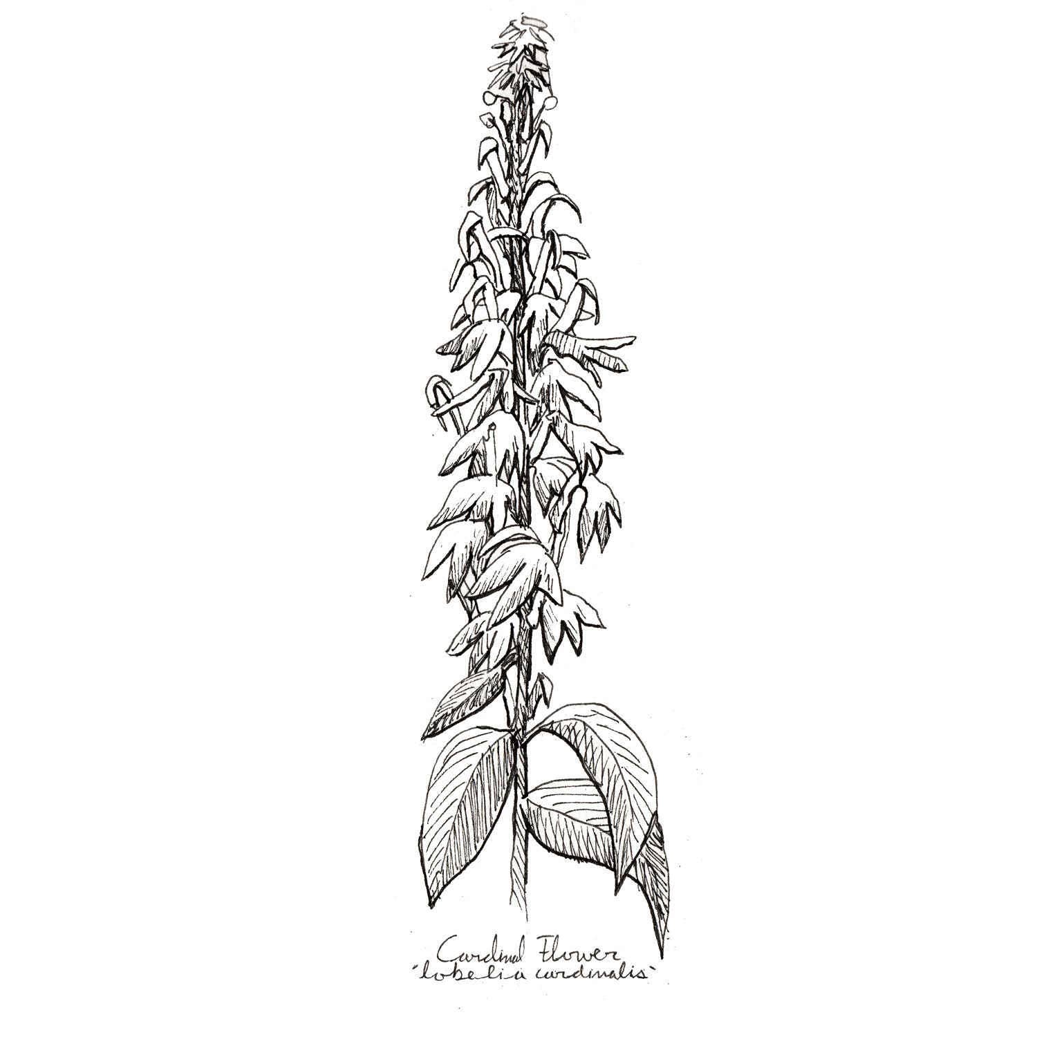 Lobelia Flower Drawing