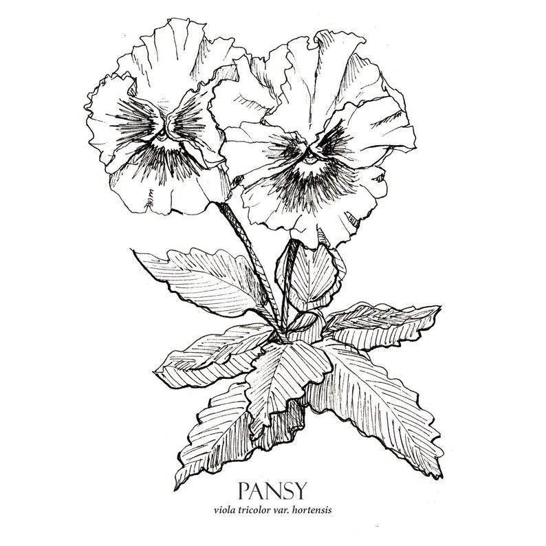 Pansy Print Flower Art Botanical Illustration Blossom - Etsy