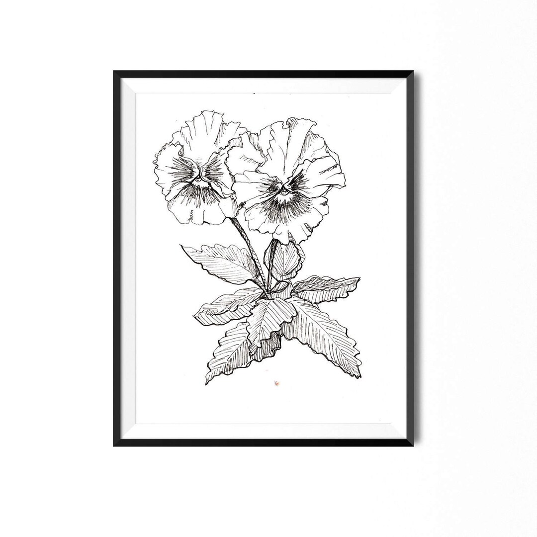 Pansy Print, Flower Art, Botanical Illustration, Blossom Floral Art ...