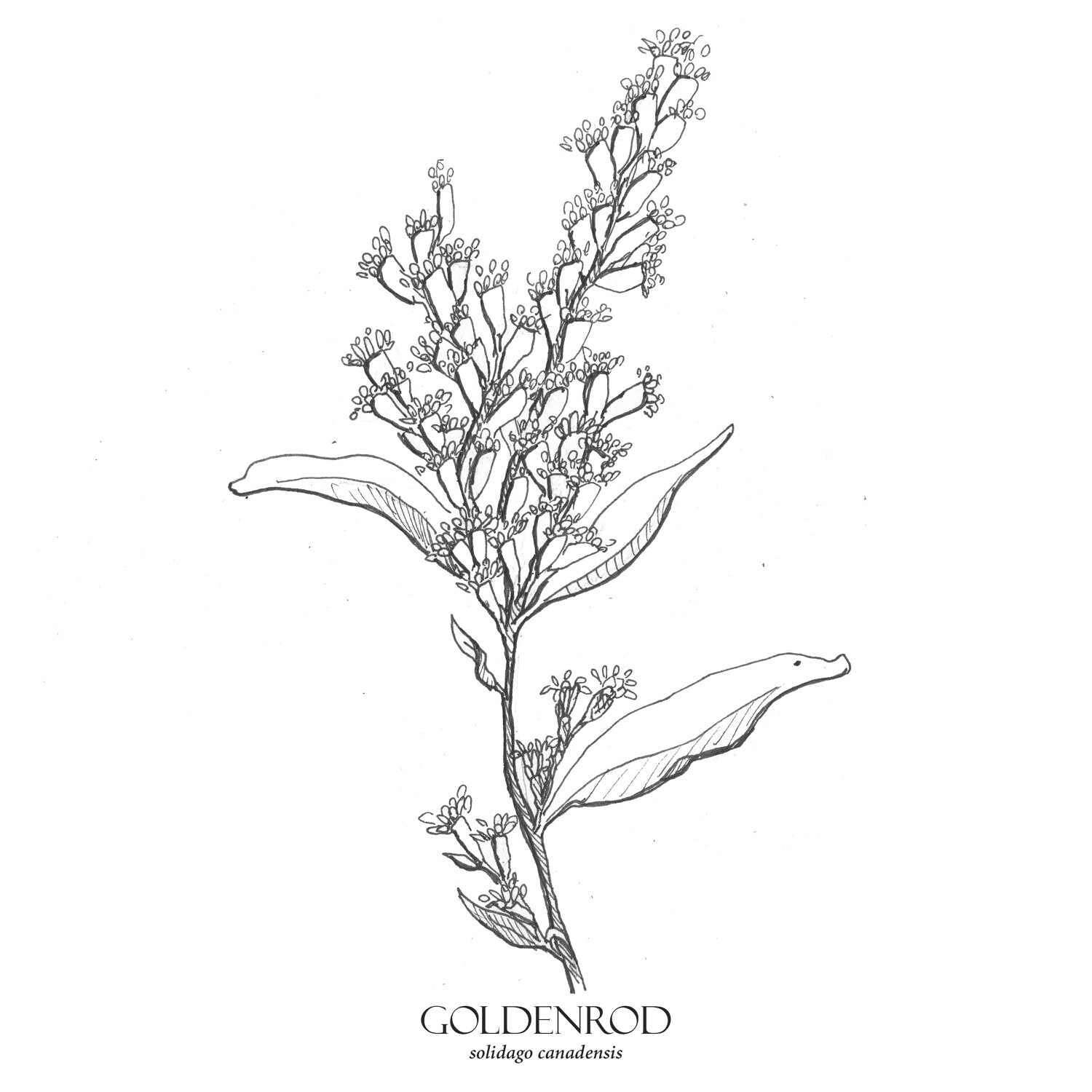 Goldenrod Print Minimalist Wall Art Botanical Illustration - Etsy