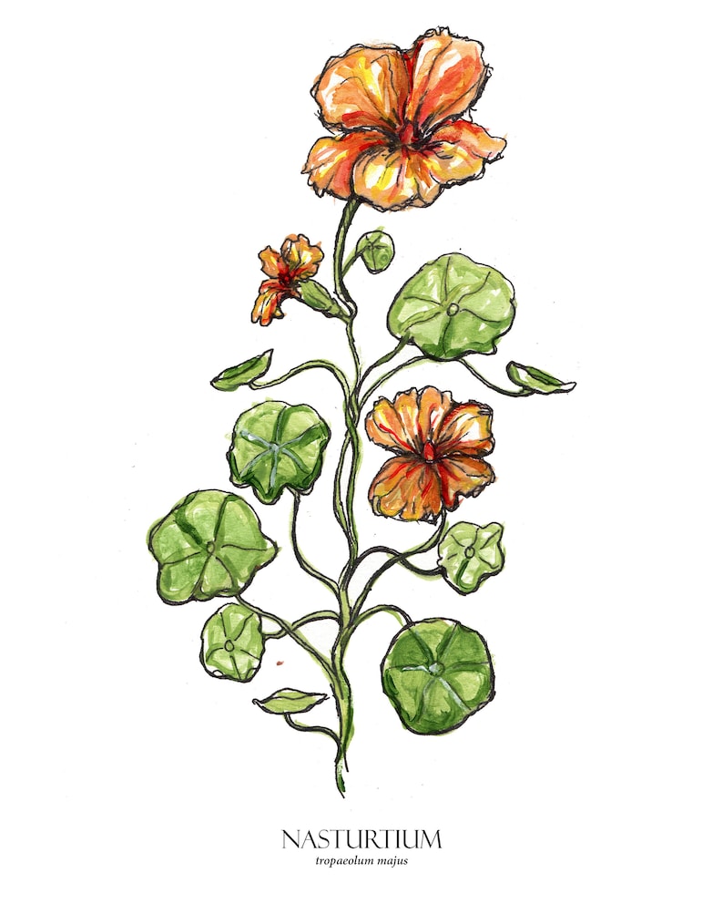Nasturtium Print Flower Art Botanical Illustration Floral - Etsy