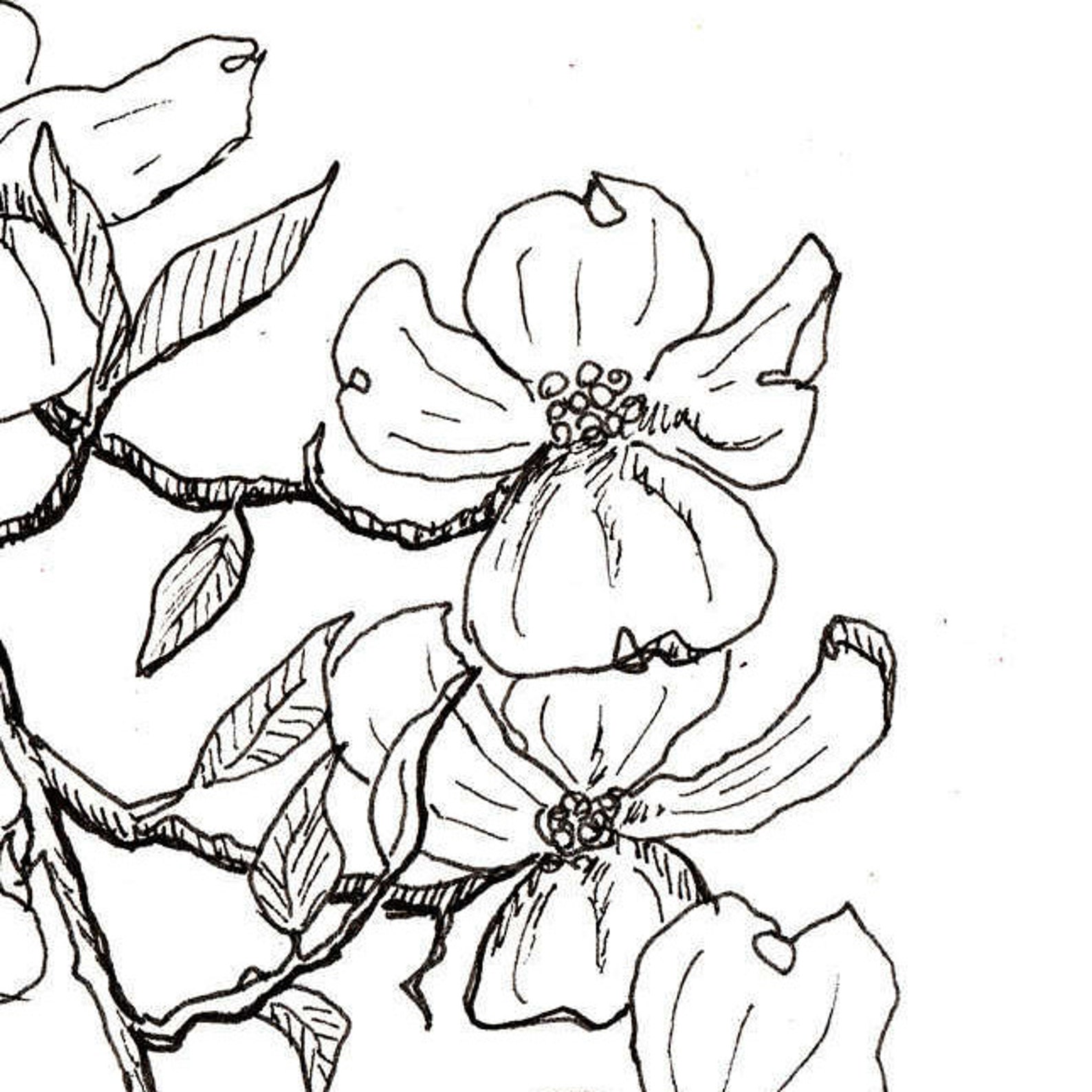 Flowering Dogwood Print Flower Art Botanical Illustration - Etsy