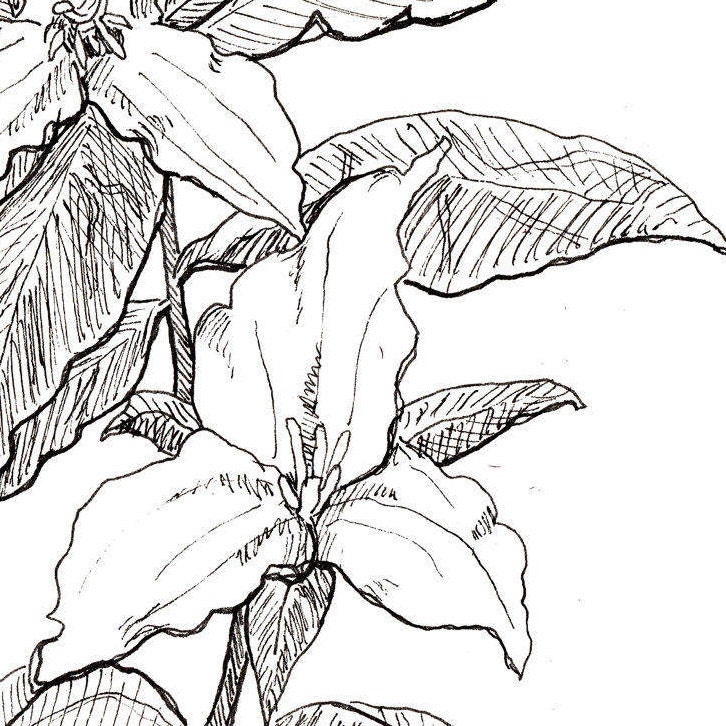 White Trillium Print Flower Art Botanical Illustration Wall | Etsy