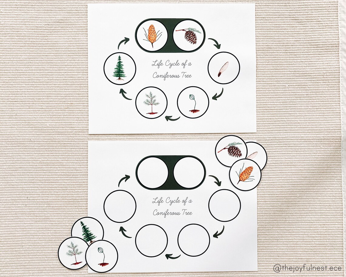 Life Cycle of a Conifer - Etsy