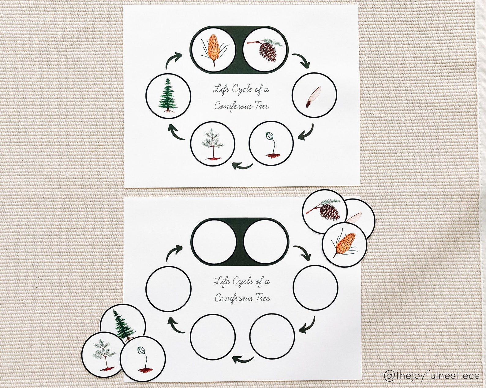 Life Cycle of a Conifer - Etsy