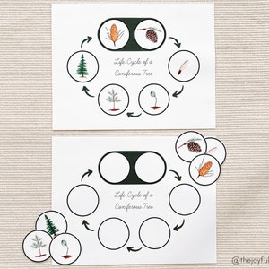 Life Cycle of a Conifer - Etsy
