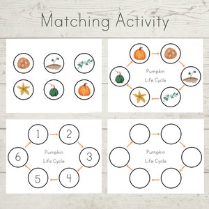 Pumpkin Life Cycle Matching Activity & 3-part Cards Printable PDF - Etsy