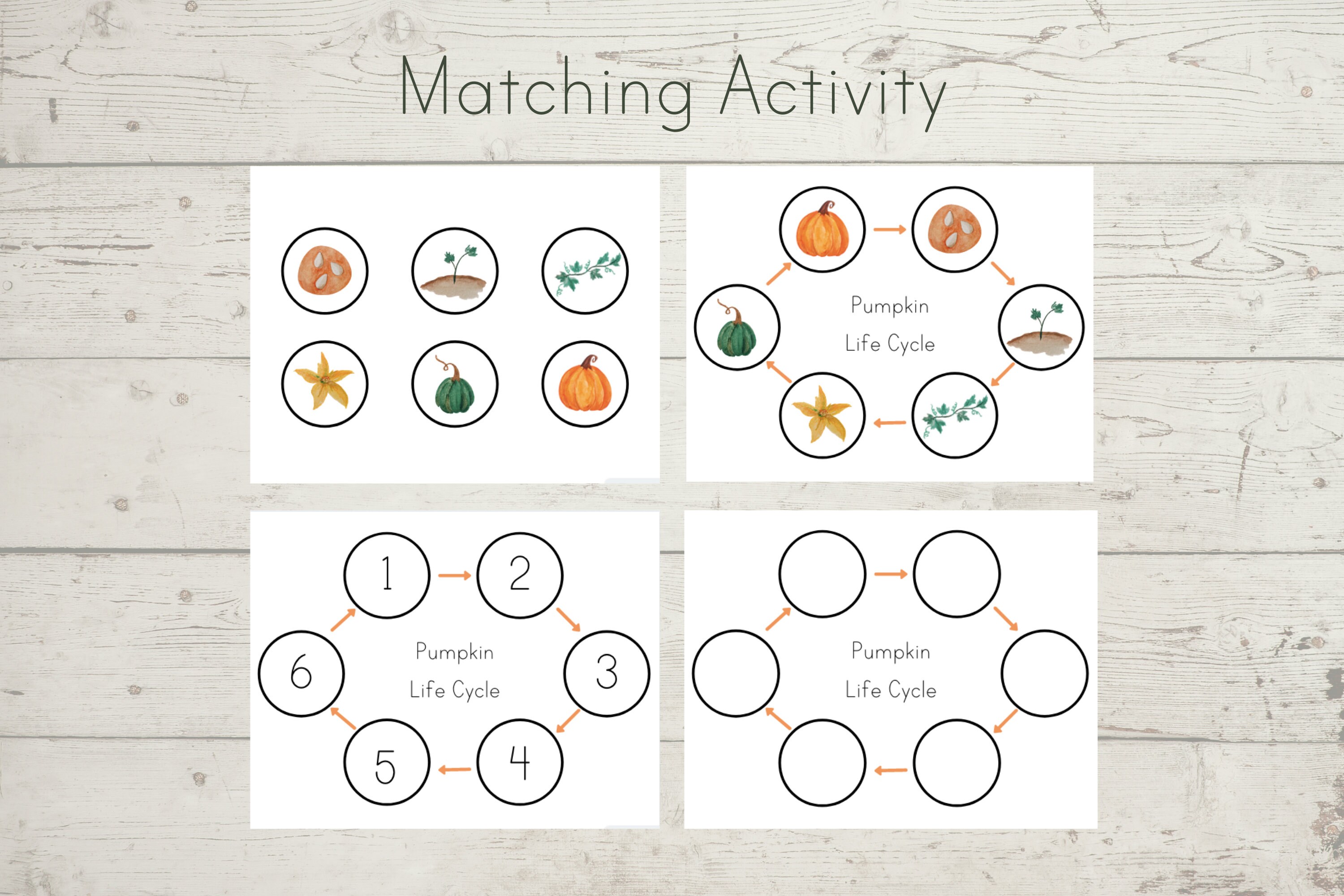 Pumpkin Life Cycle Matching Activity & 3-part Cards Printable PDF - Etsy